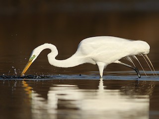 Great Egret - eBird