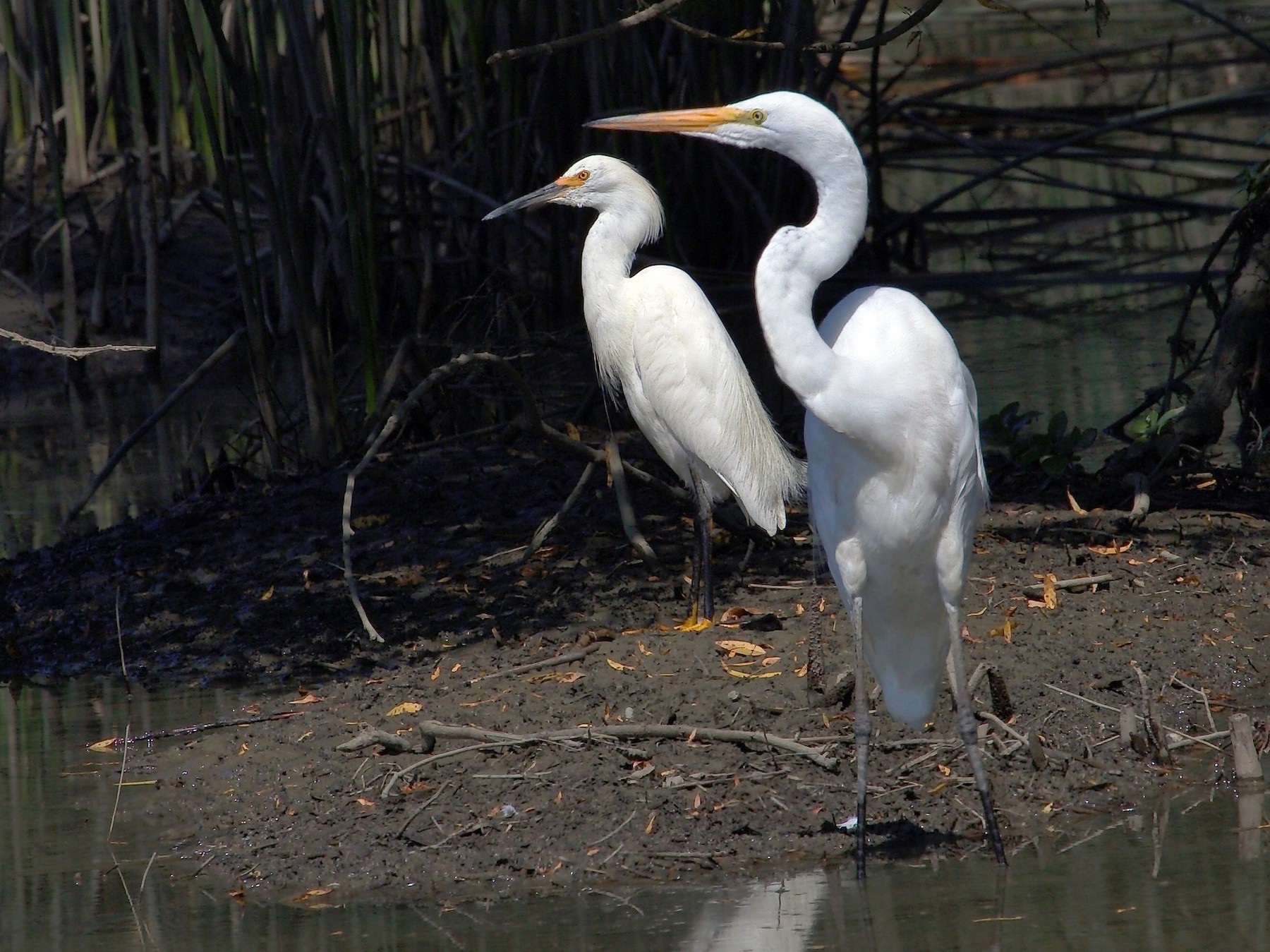 garça-branca-pequena - eBird