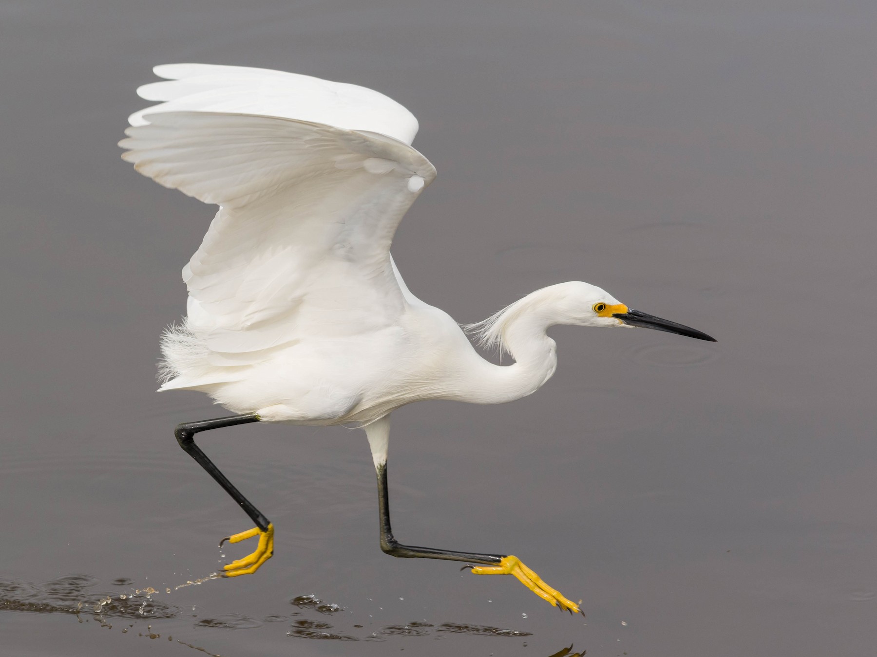 Snowy Egret - eBird