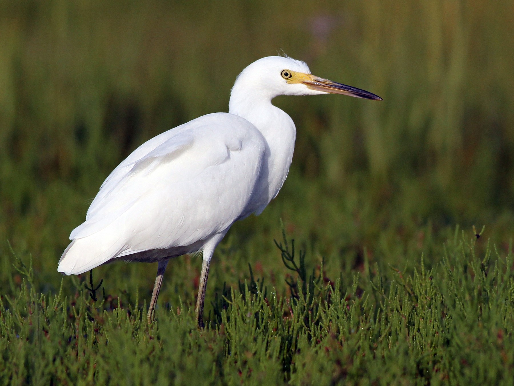 Snowy Egret - eBird