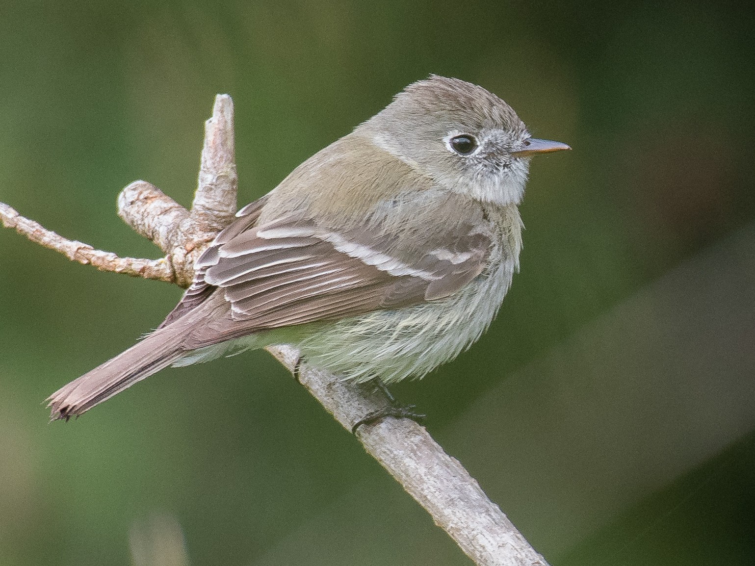 Hammond's Flycatcher - eBird