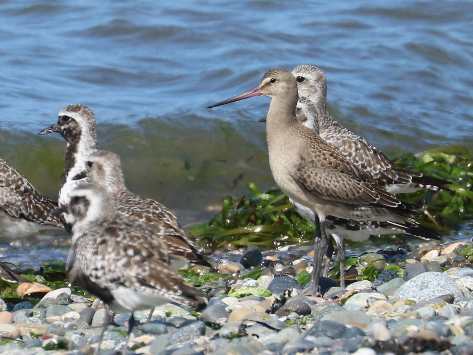 Hudsonian Godwit - eBird