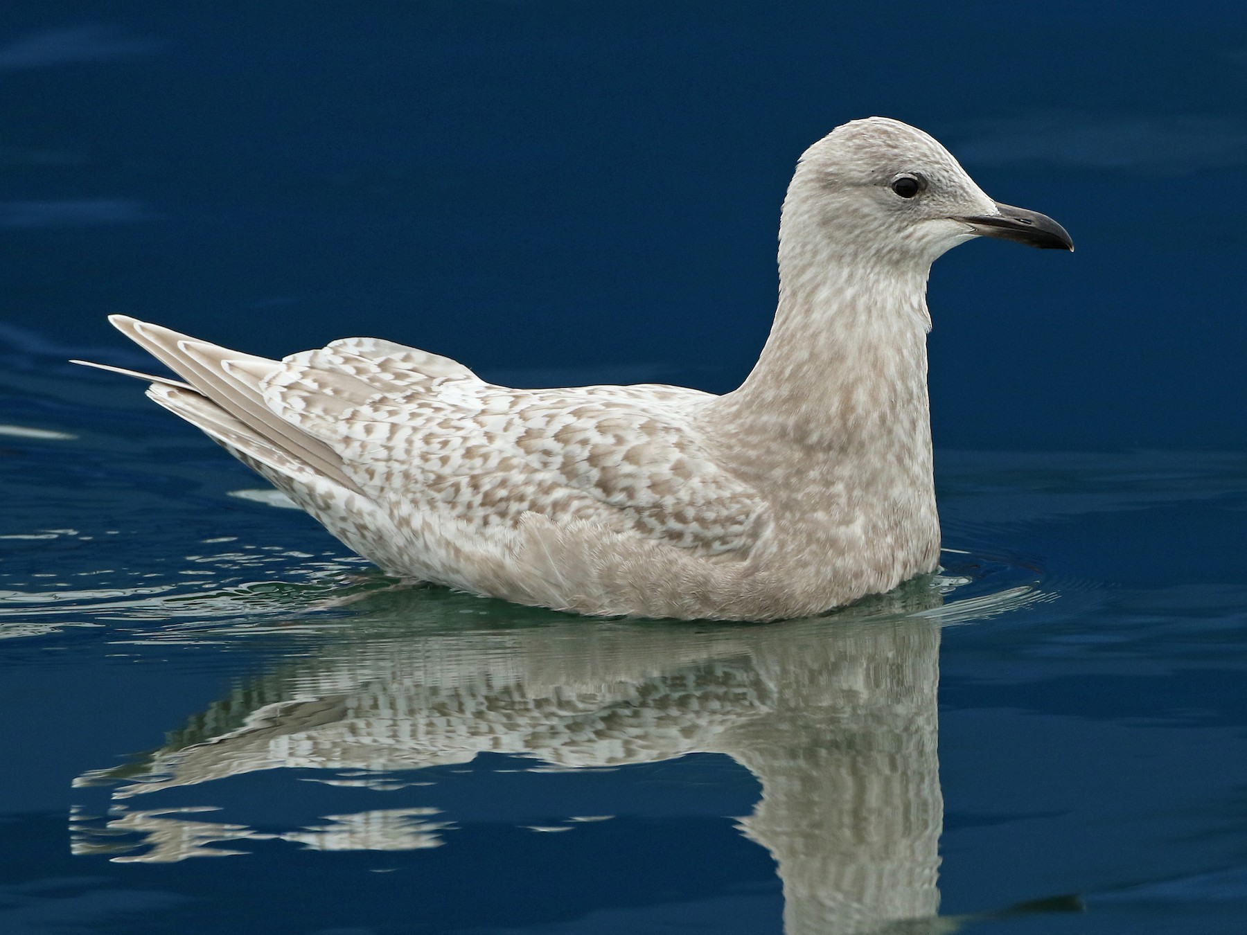 Iceland Gull - eBird