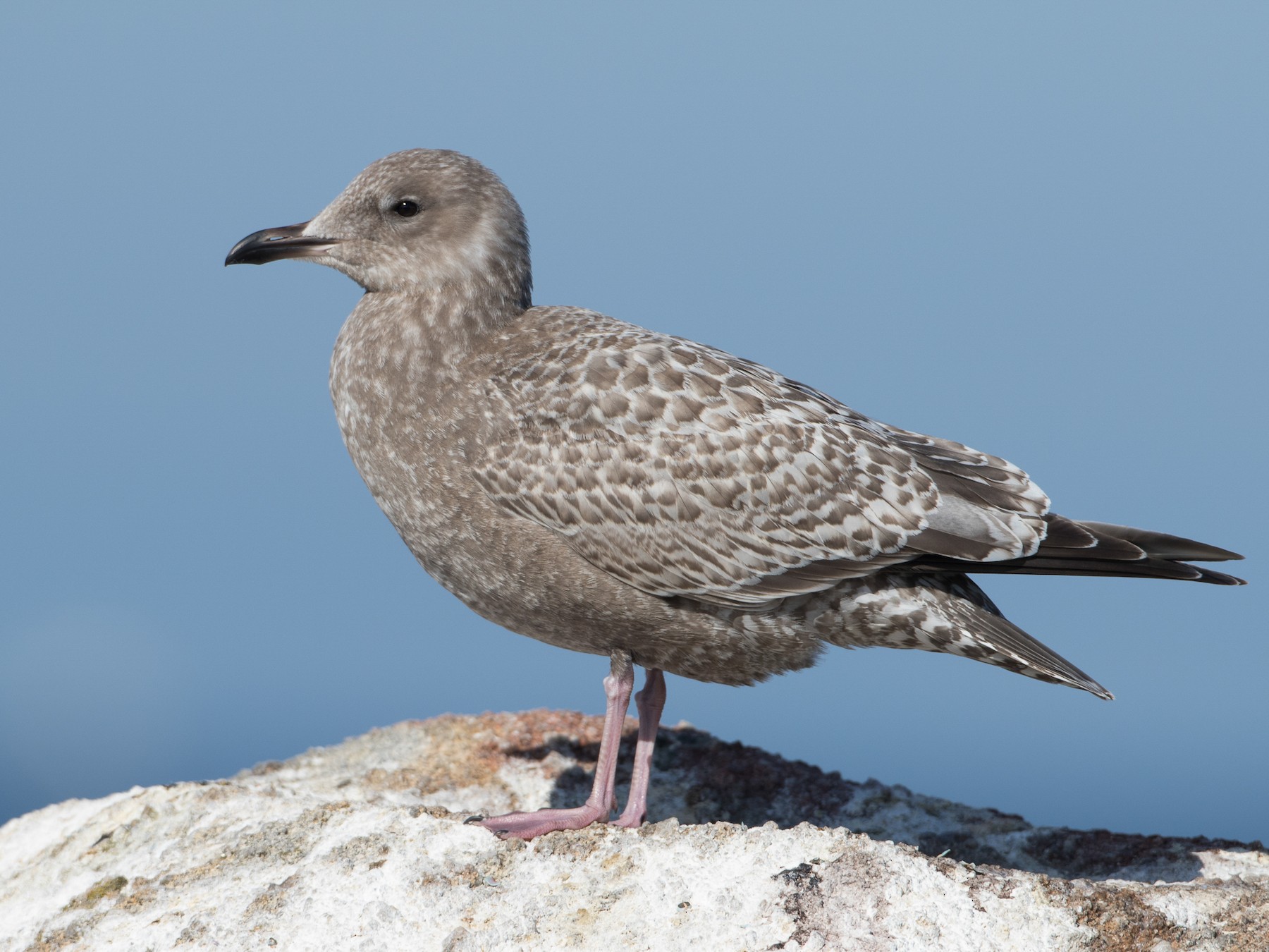 Goéland arctique - eBird