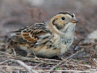 Lapland Longspur - eBird