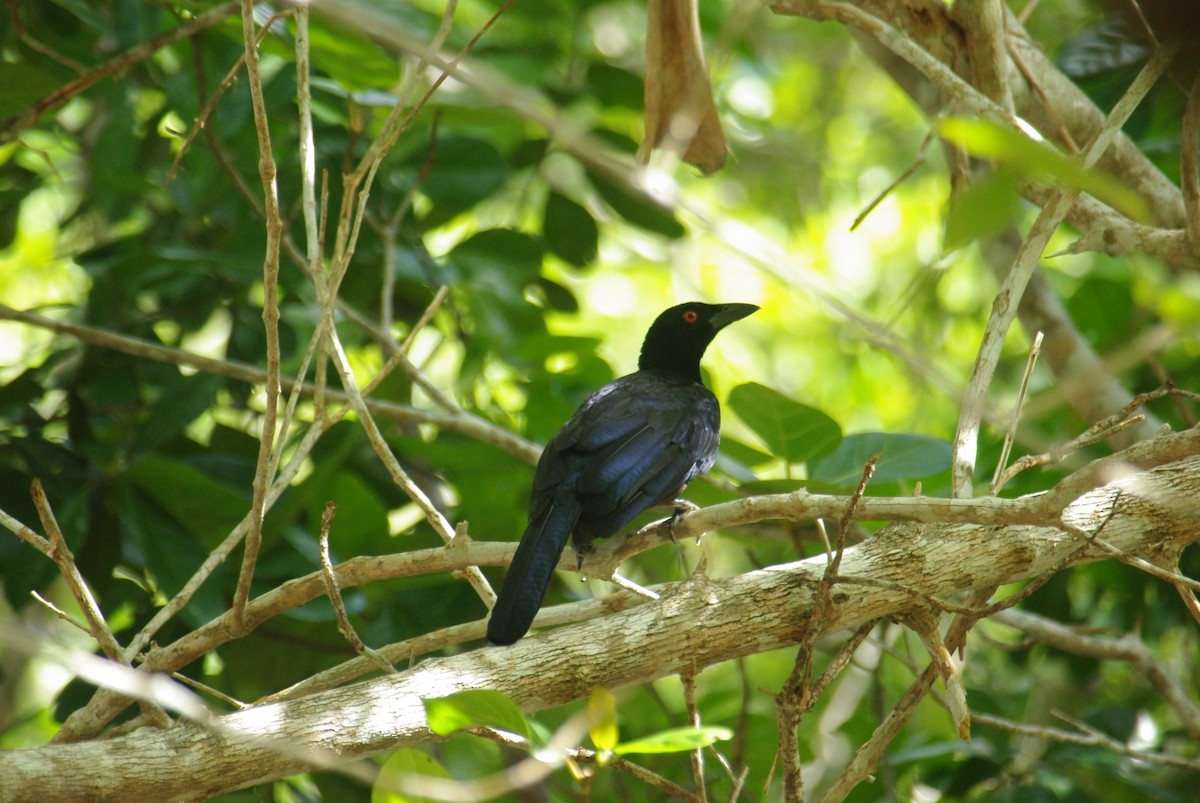 Glossy-mantled Manucode - Manucodia ater - Birds of the World