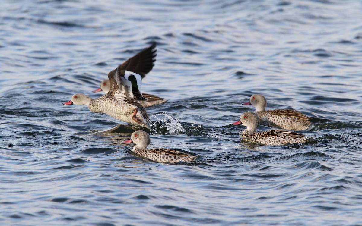 Cape Teal - Anas capensis - Birds of the World