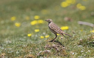 Mountain Pipit - Anthus hoeschi - Birds of the World