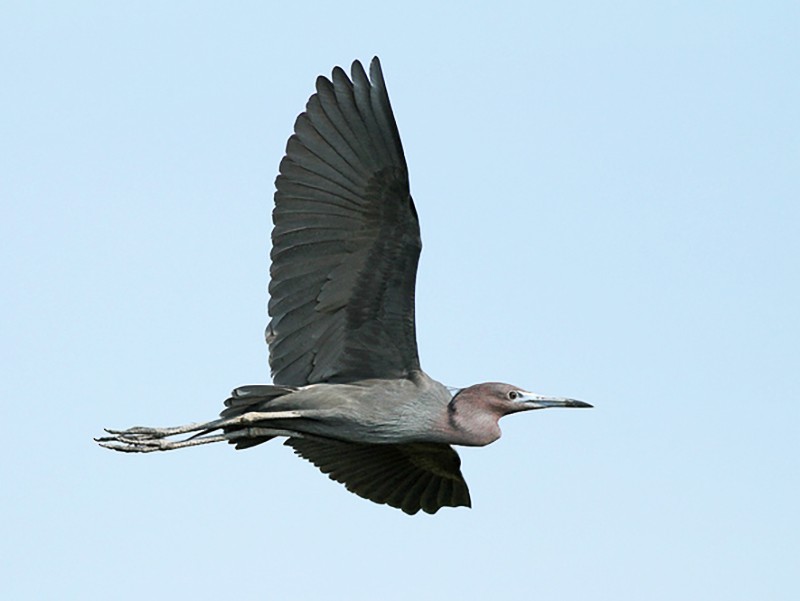 Little Blue Heron - eBird