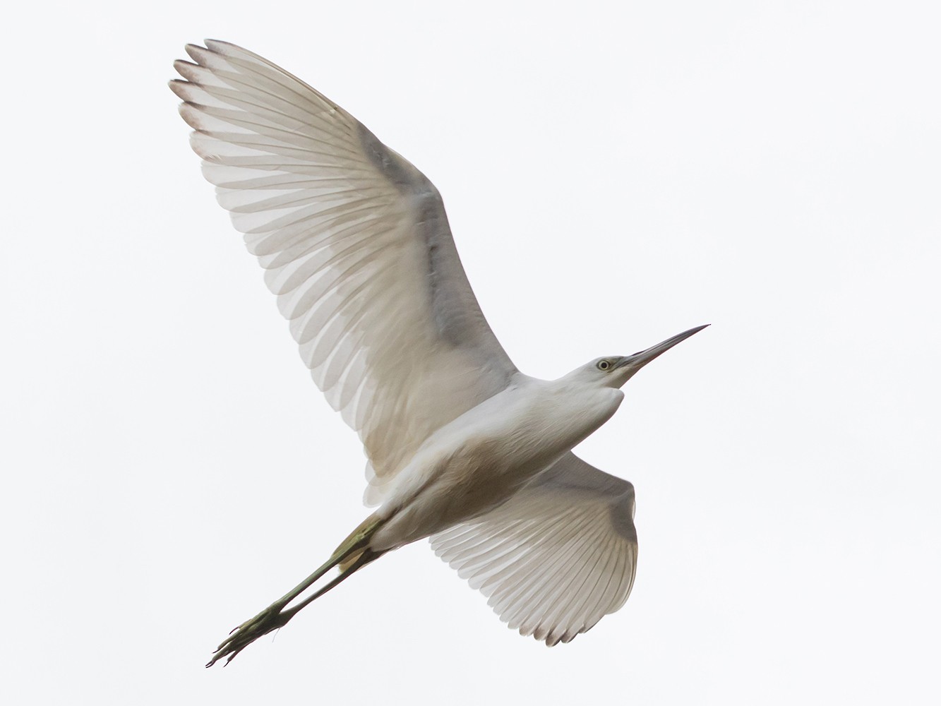 Little Blue Heron - eBird