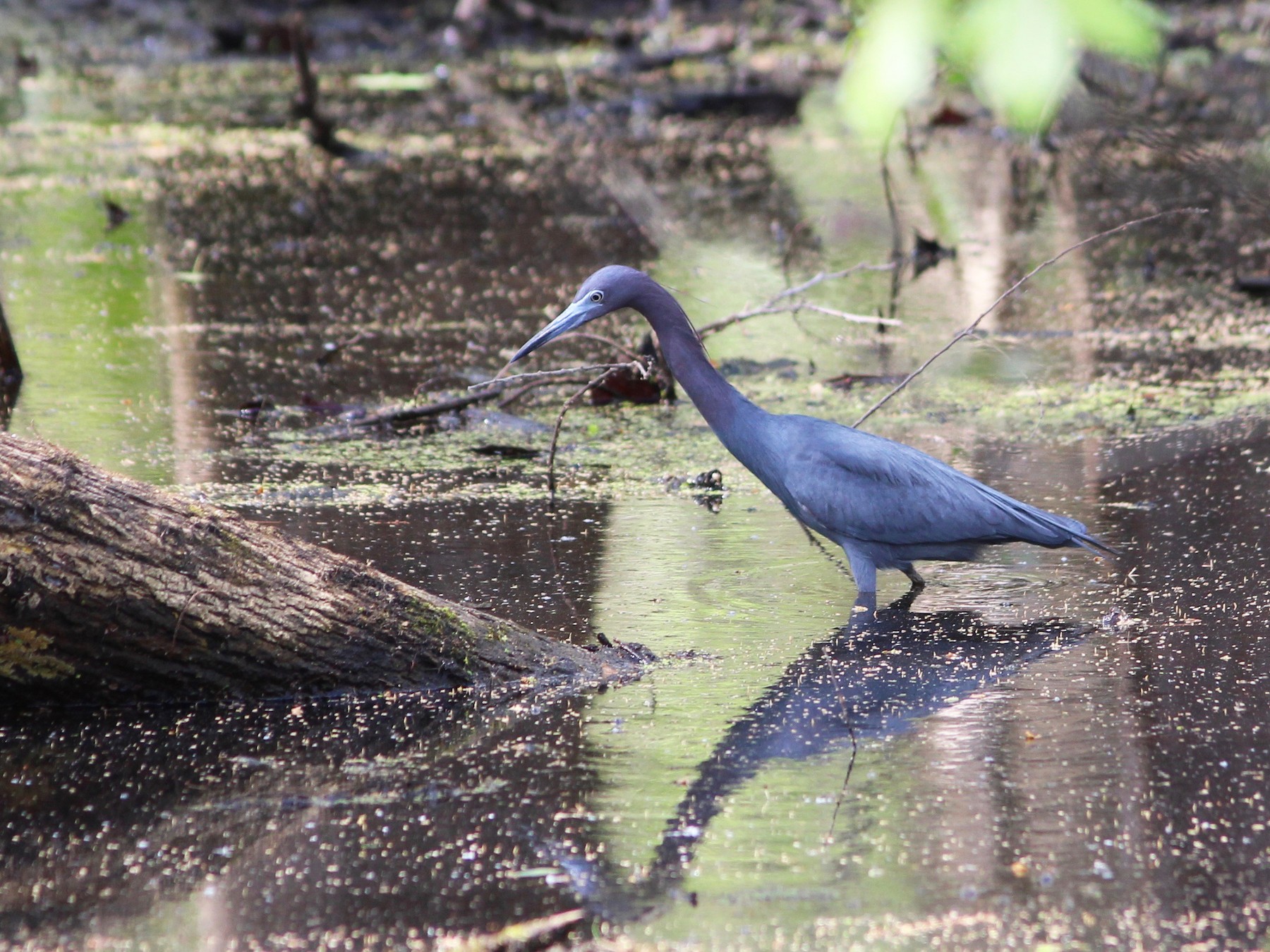 Little Blue Heron - eBird