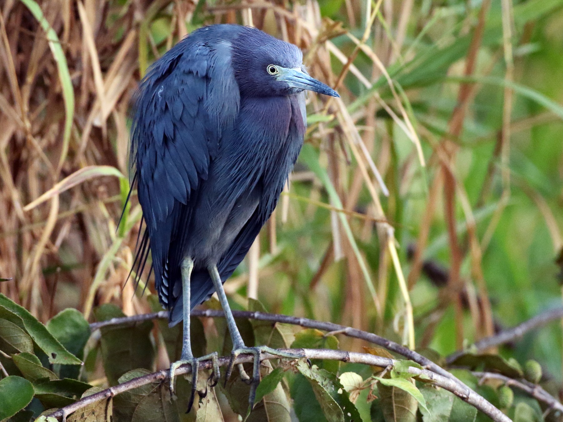 Little Blue Heron - eBird