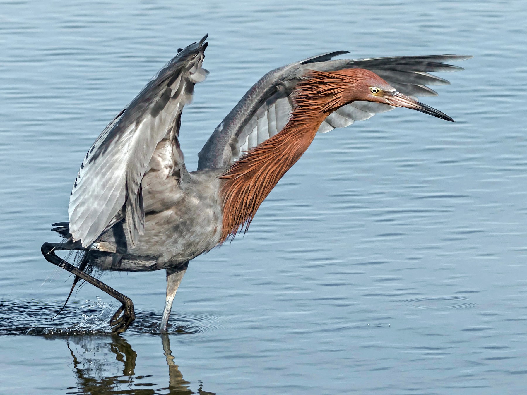 Reddish Egret - eBird