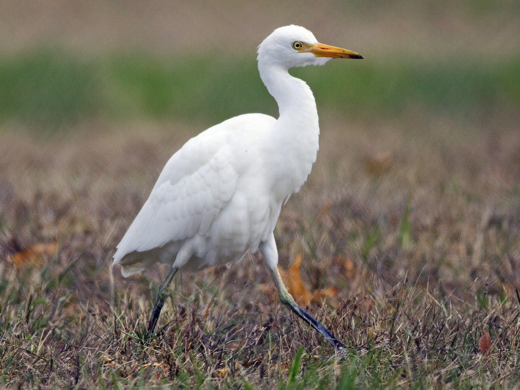Western/Eastern Cattle Egret - eBird
