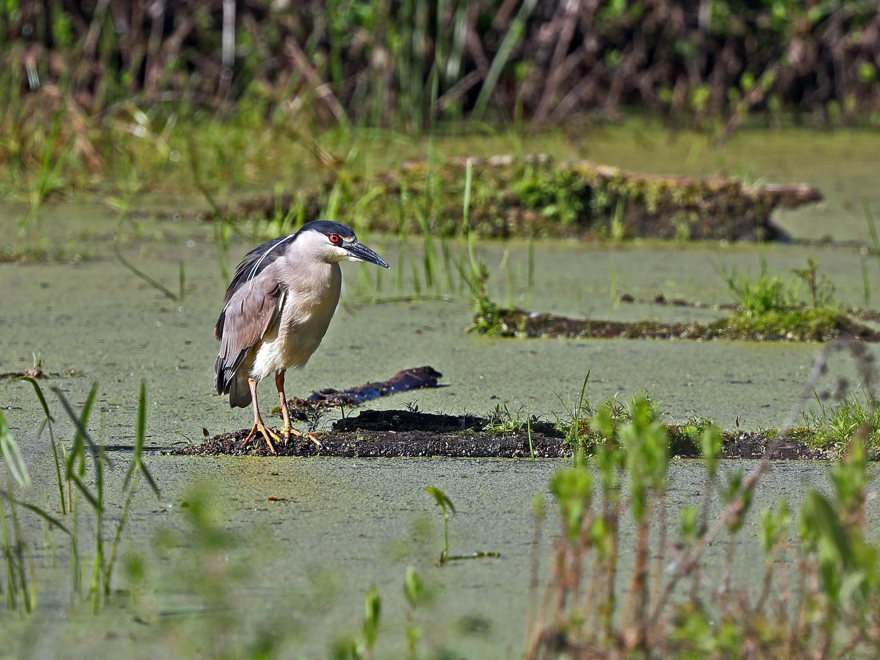 Black-crowned Night-Heron - eBird
