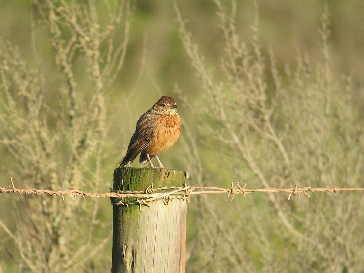Cape Clapper Lark - Corypha apiata - Birds of the World