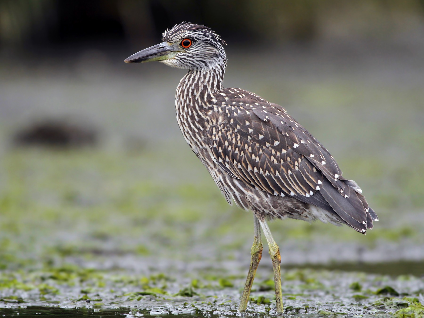 Yellow-crowned Night Heron - eBird
