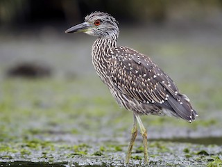 Yaboa Común - eBird