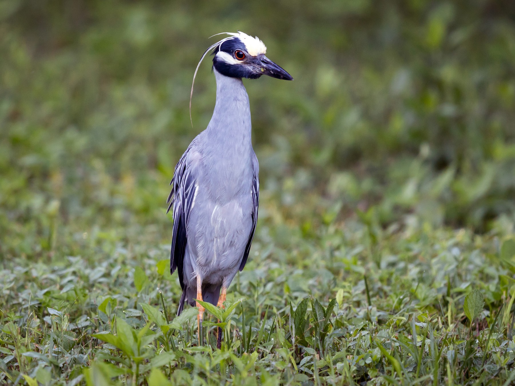Garza Nocturna Corona Clara - eBird