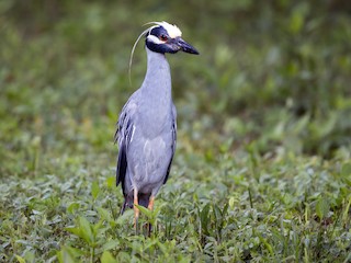 Yaboa Común - eBird