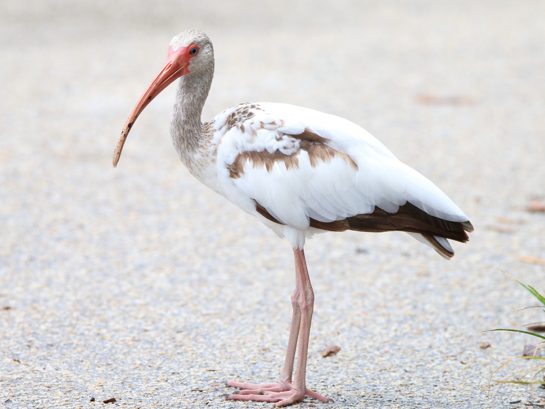 White Ibis