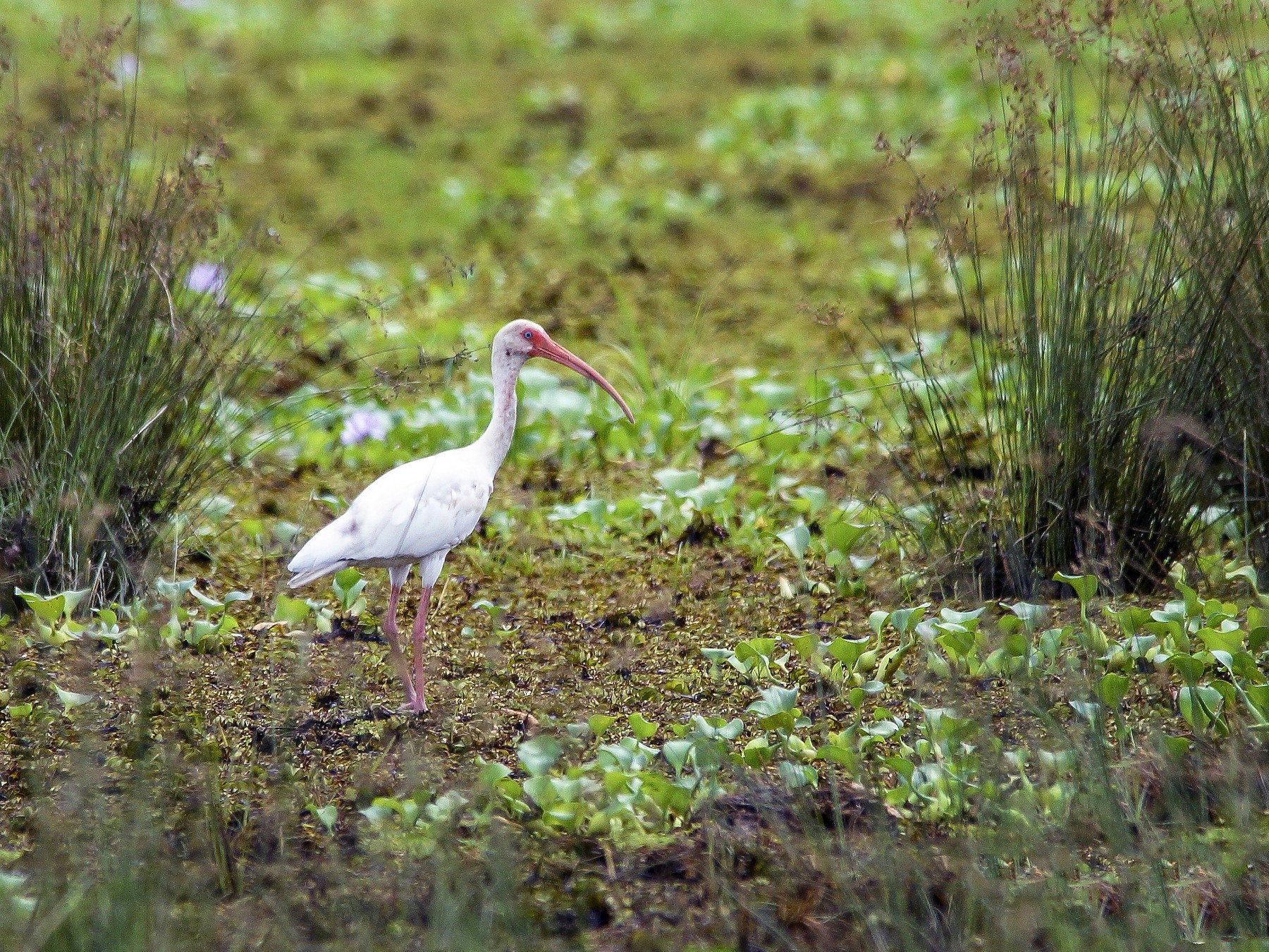 Ibis Blanco - eBird