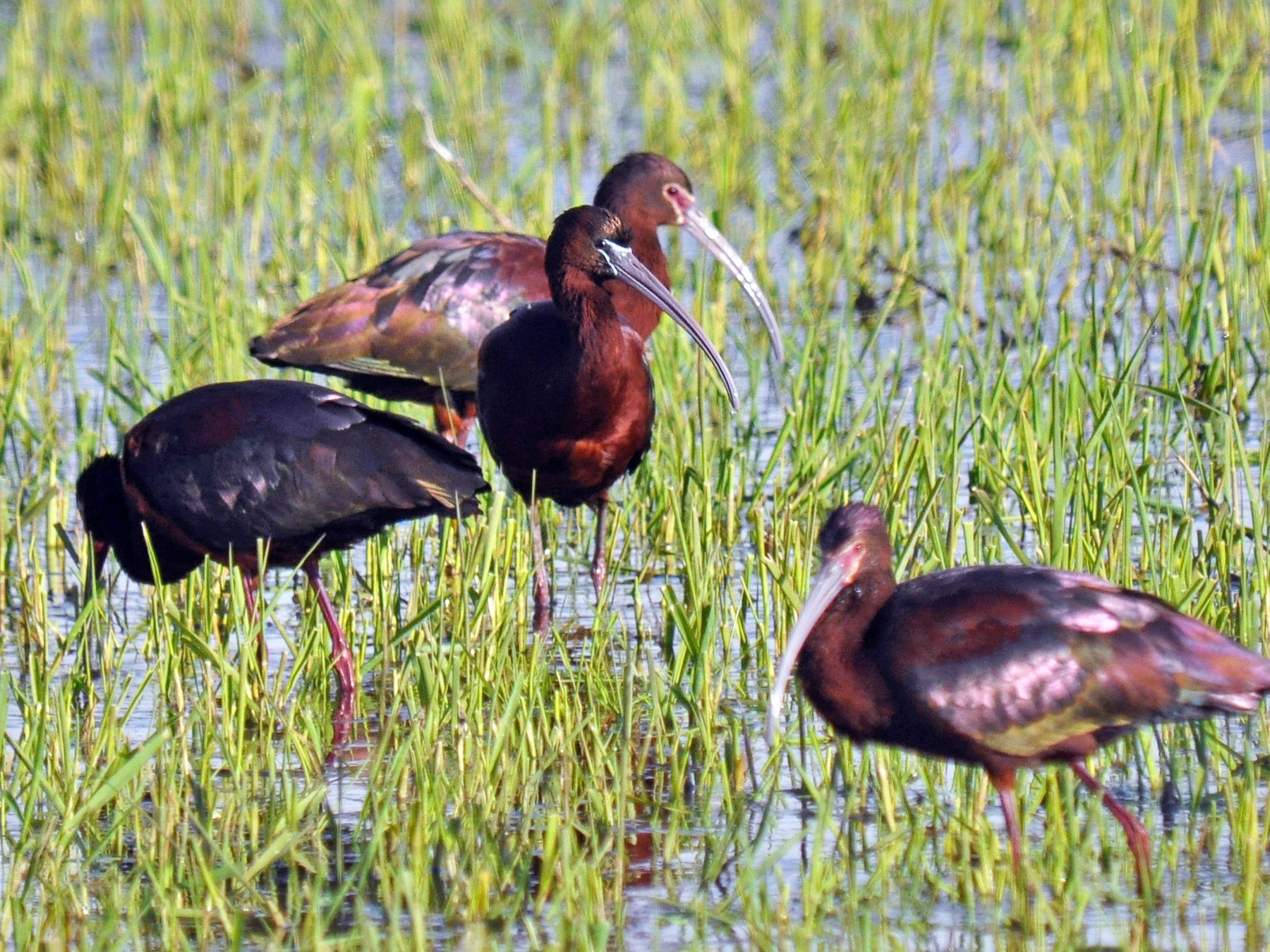 Glossy Ibis - eBird