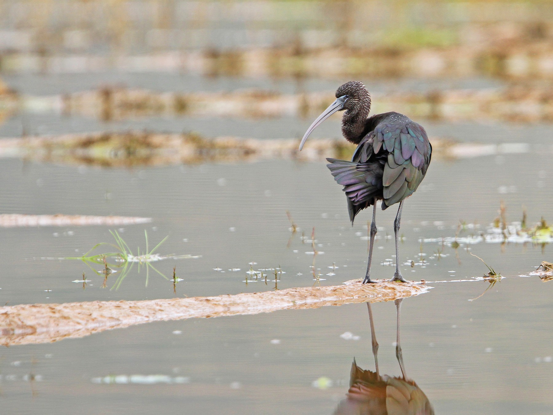 Glossy Ibis - eBird