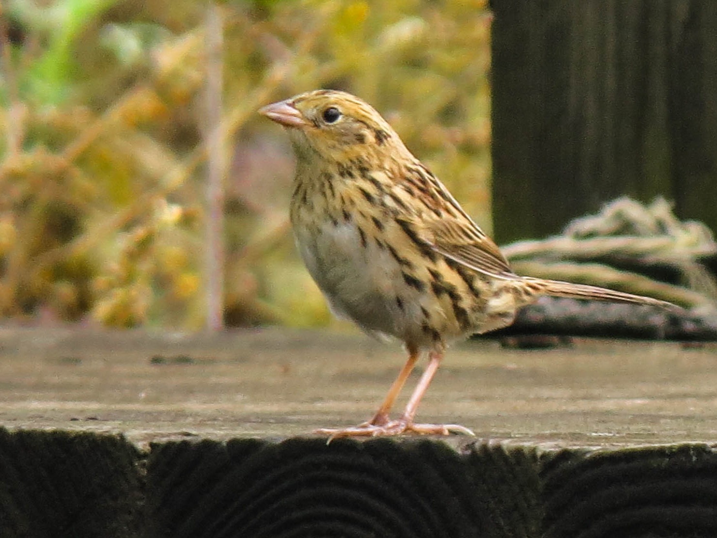 LeConte's Sparrow - eBird