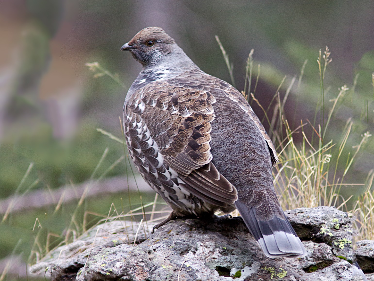 Dusky Grouse - eBird