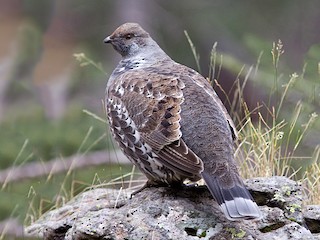 Dusky Grouse - eBird