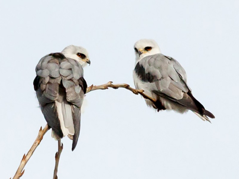 Milano Cola Blanca - eBird