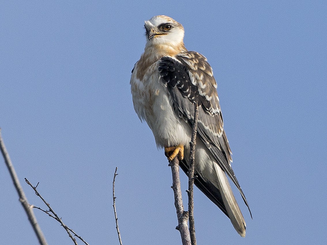White-tailed Kite - eBird