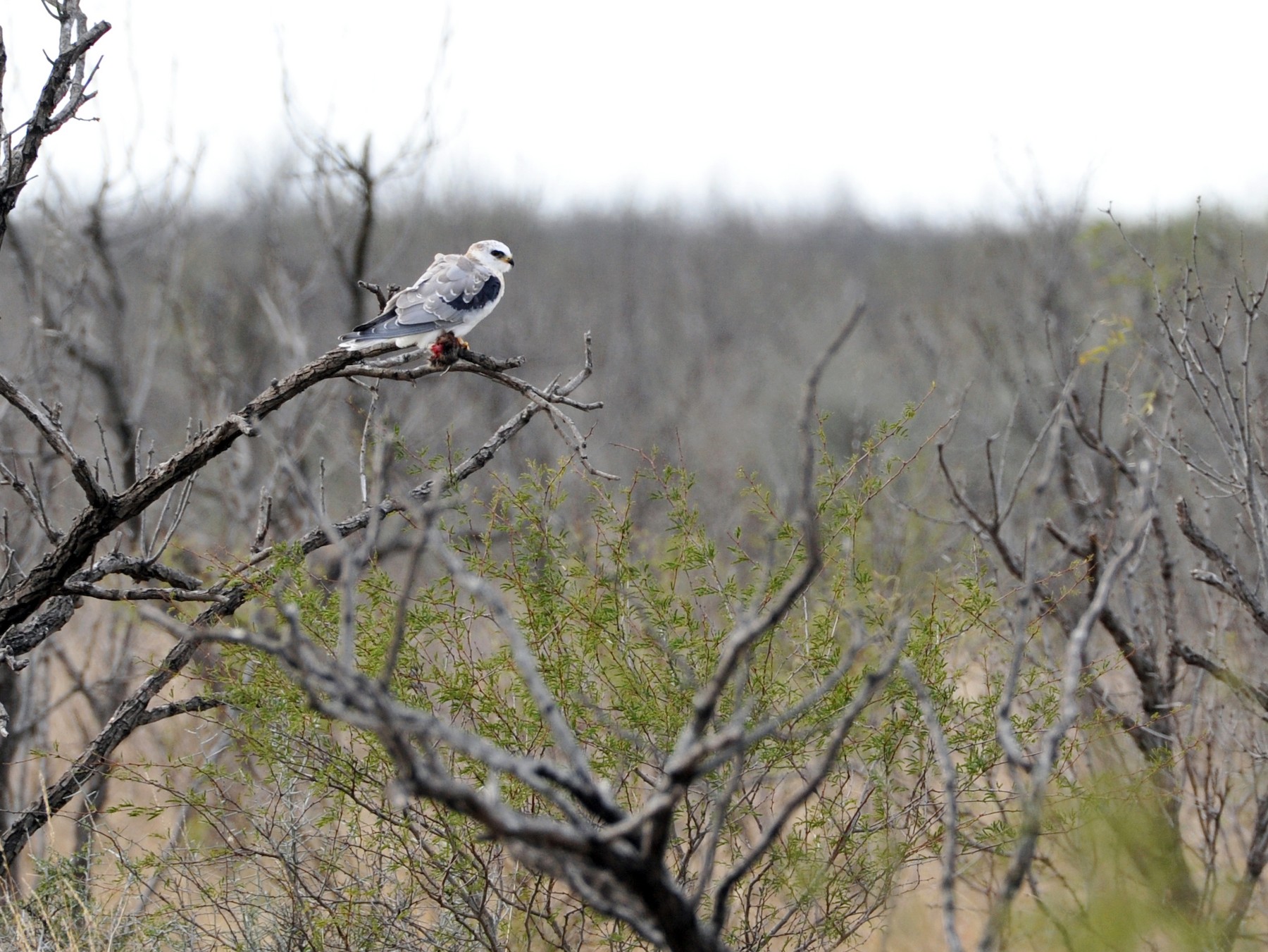 White Kite Bird