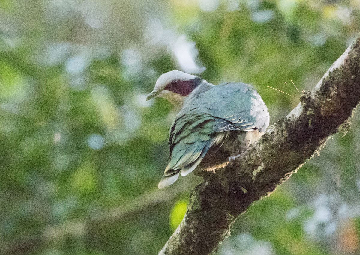 Red-eared Fruit-Dove - Ptilinopus fischeri - Birds of the World