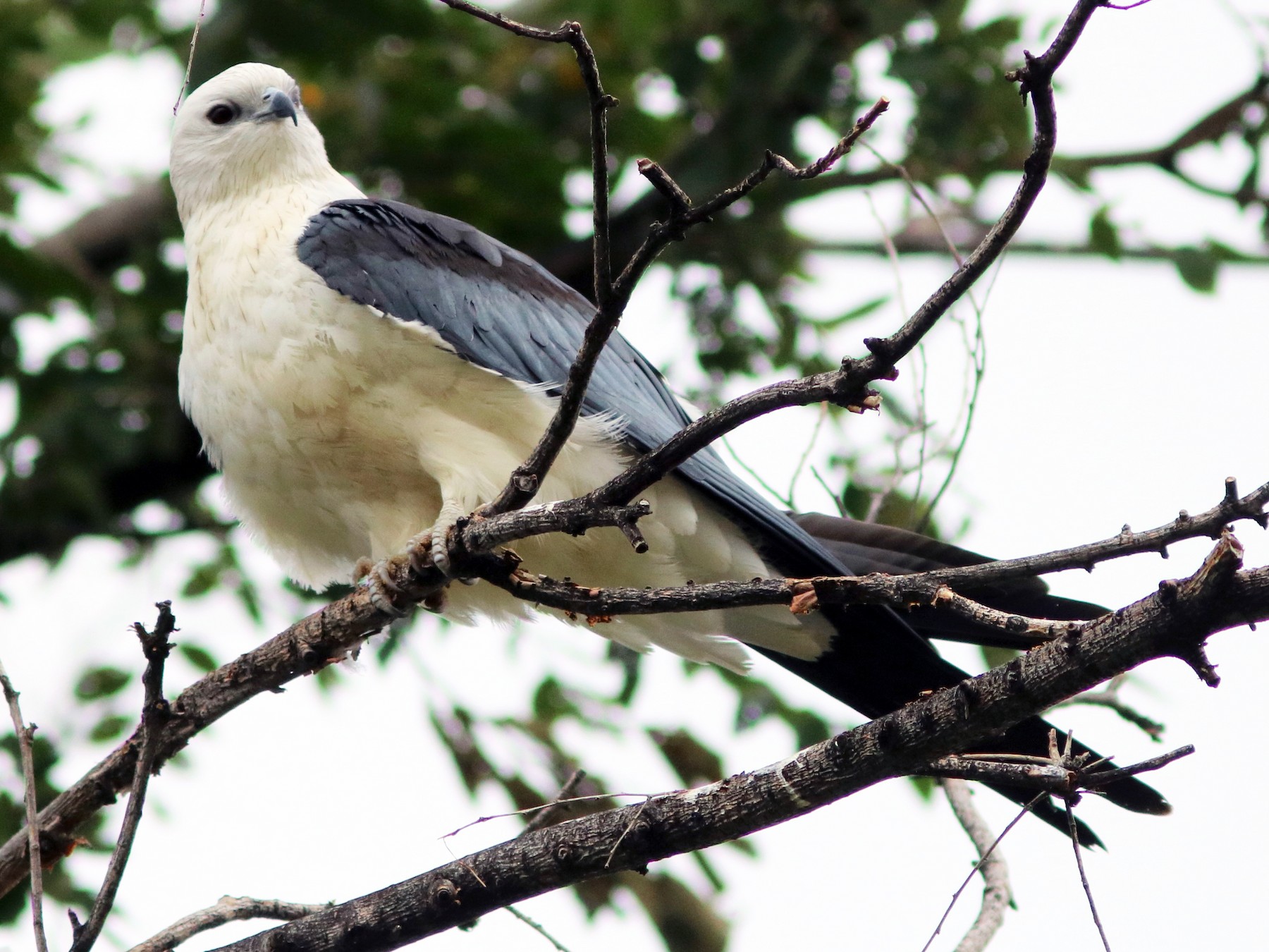 Swallow-tailed Kite - eBird