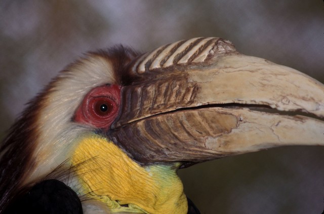 Photos - Wreathed Hornbill - Rhyticeros undulatus - Birds of the World