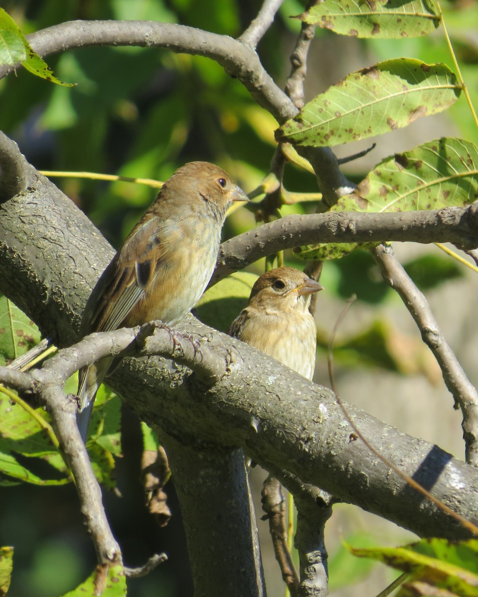 eBird Checklist - 2 Oct 2017 - Lexington Community Farm - 12 species