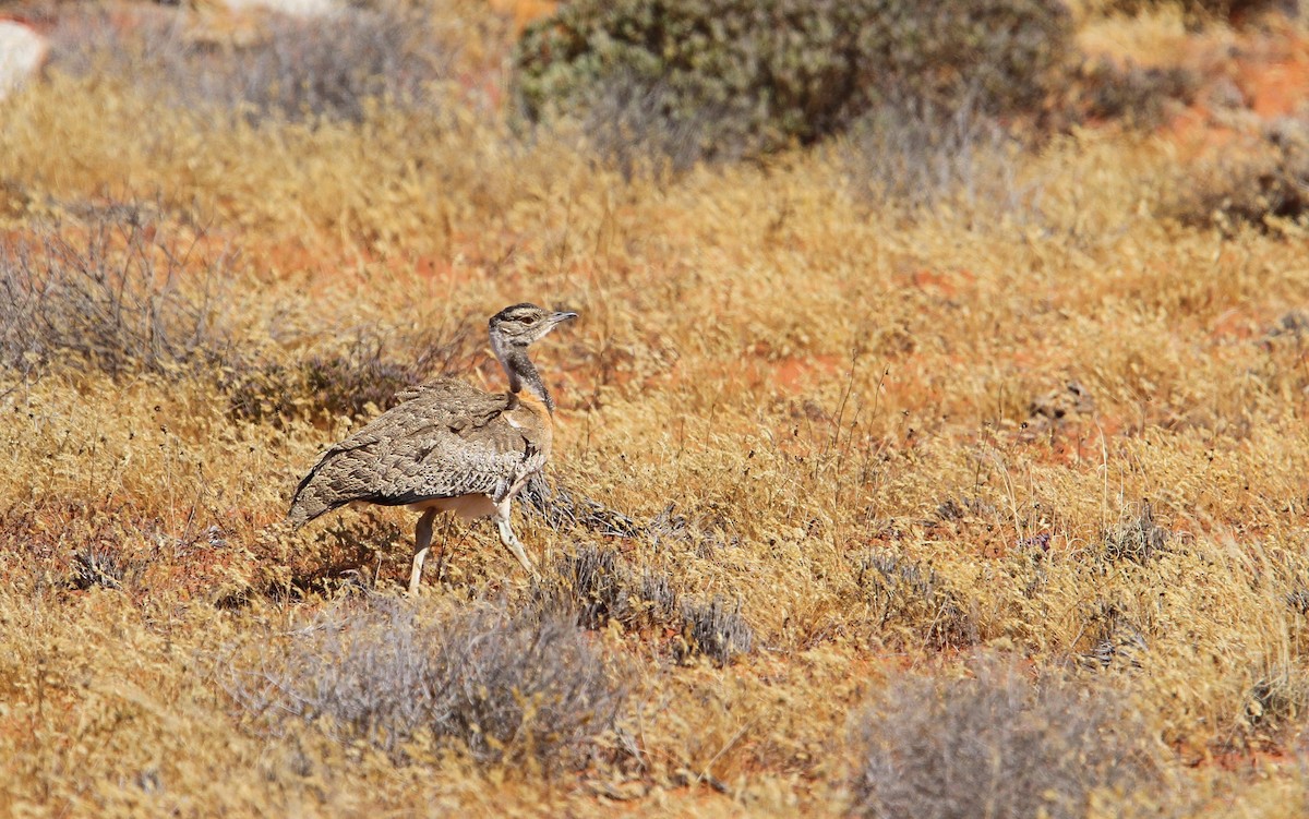 Ludwig's Bustard - Neotis ludwigii - Birds of the World