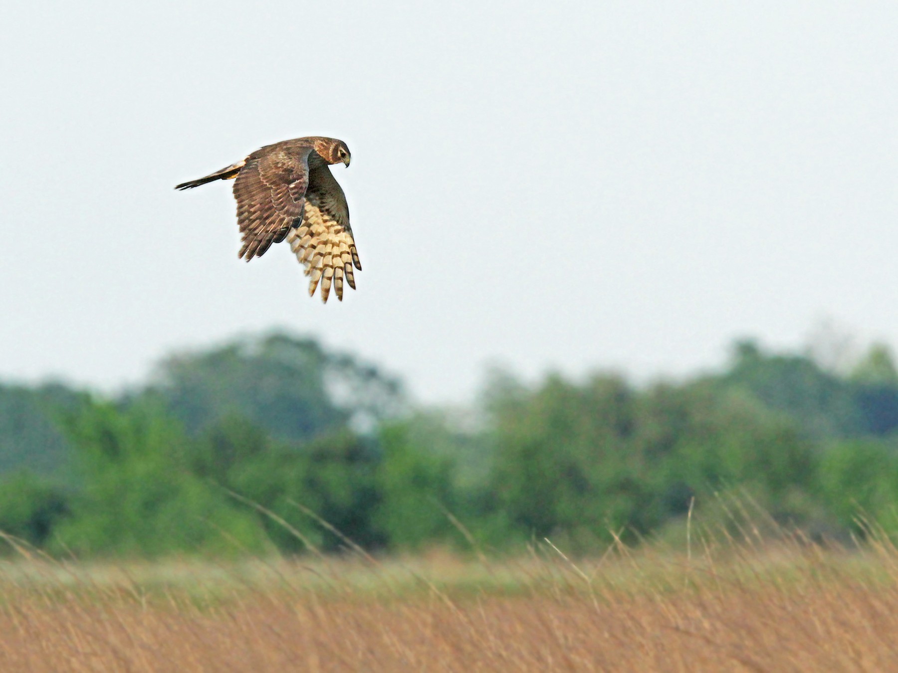Northern Harrier - eBird