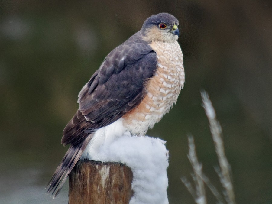 Sharp-shinned/White-breasted/Plain-breasted/Rufous-thighed Hawk - eBird