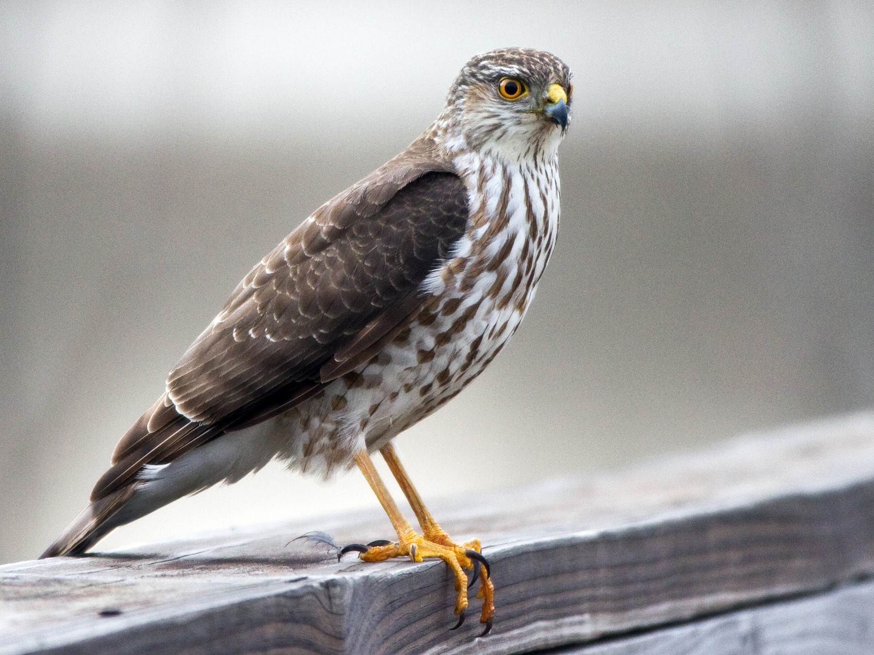 Sharp-shinned Hawk - eBird