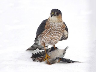 Sharp-shinned Hawk - eBird