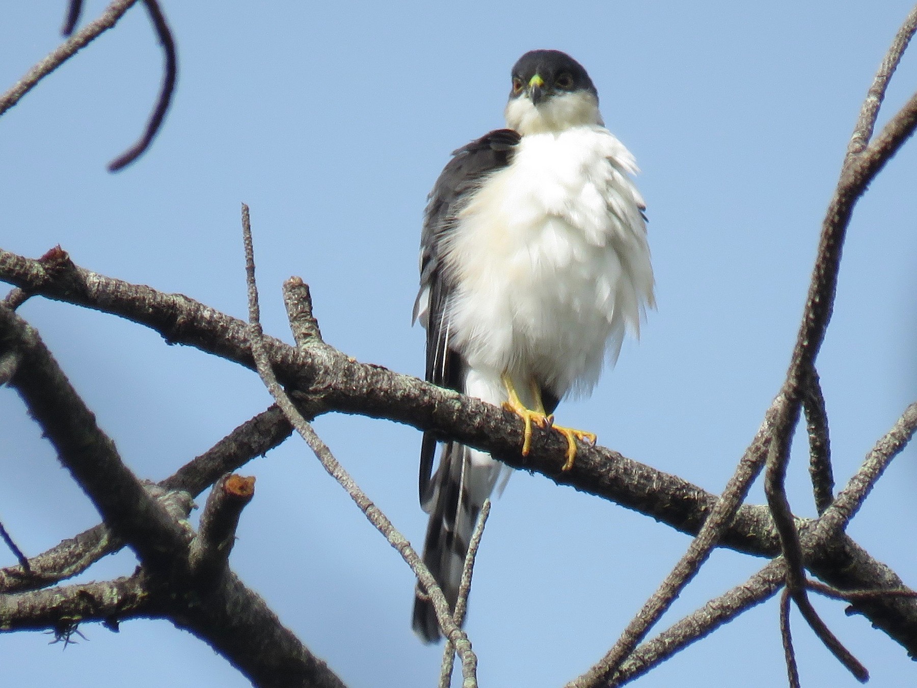 Sharp-shinned Hawk - eBird