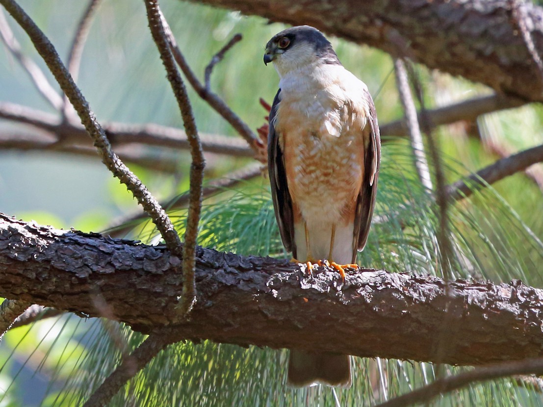 Sharp-shinned/White-breasted/Plain-breasted/Rufous-thighed Hawk - eBird