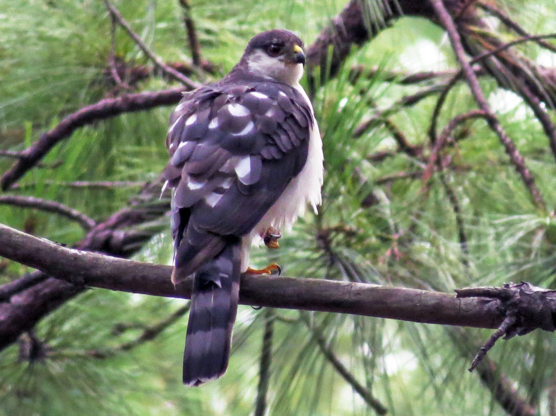 Sharp-shinned/White-breasted/Plain-breasted/Rufous-thighed Hawk - eBird