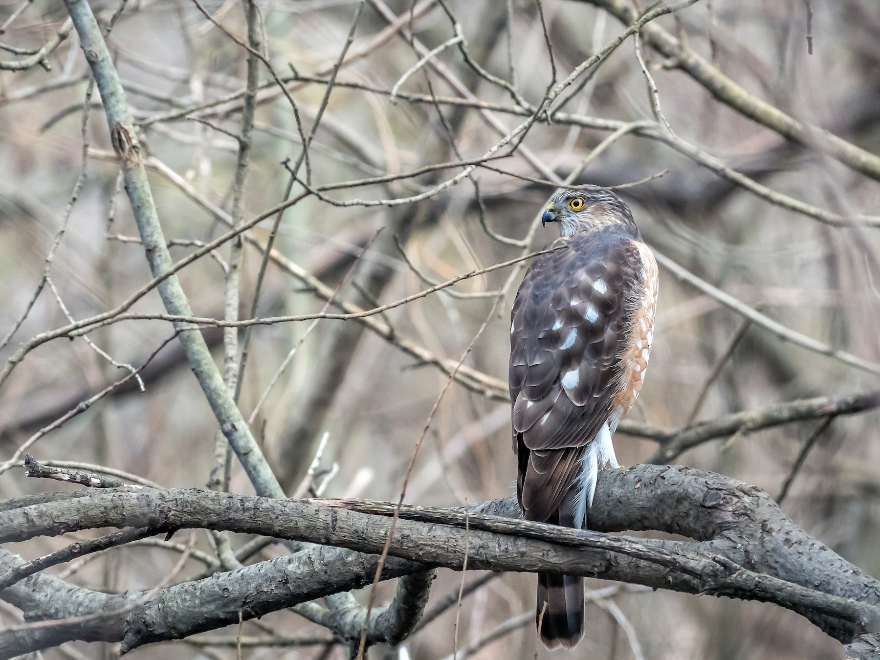 Sharp-shinned Hawk - eBird