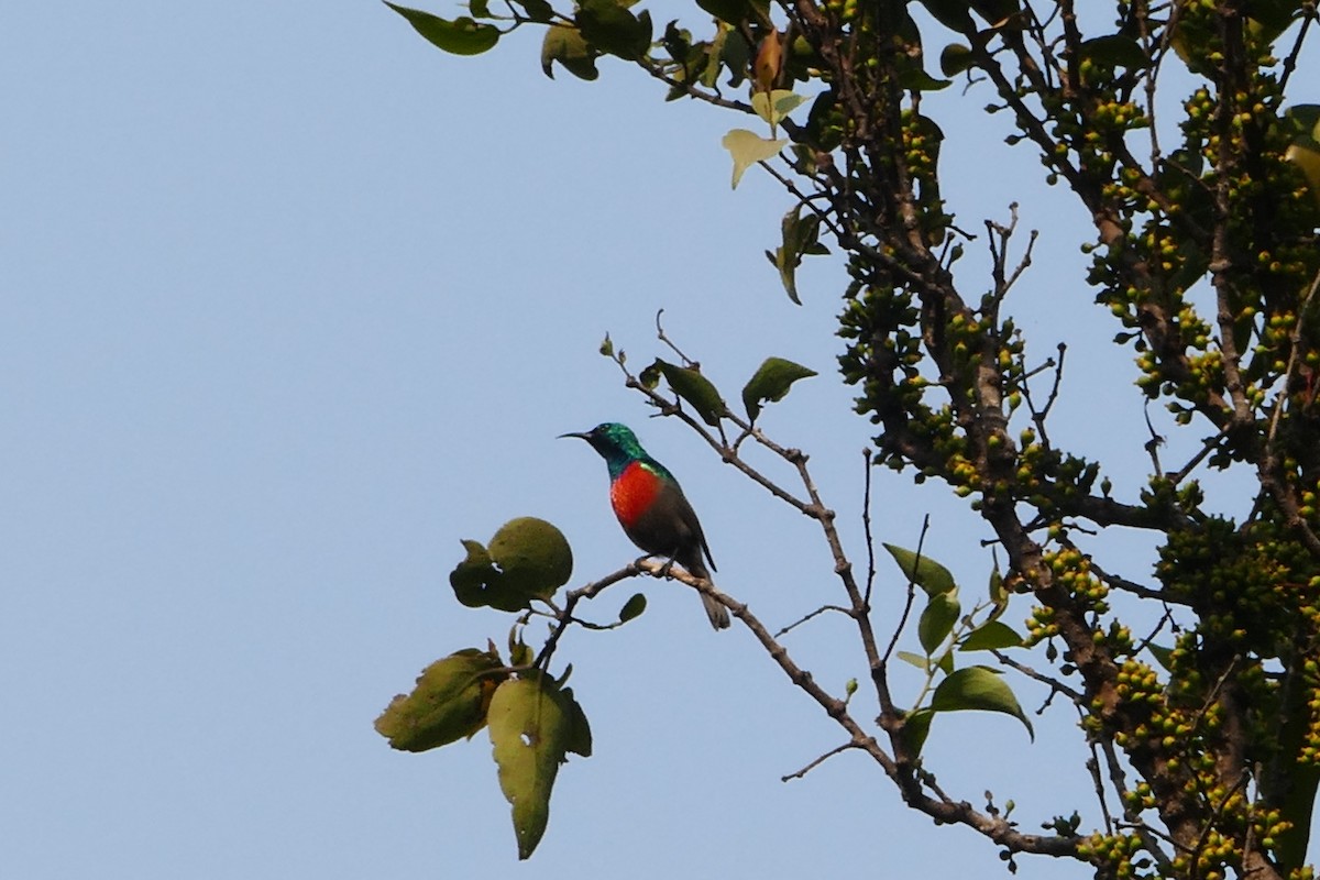 Montane Double-collared Sunbird - Cinnyris ludovicensis - Birds of the ...