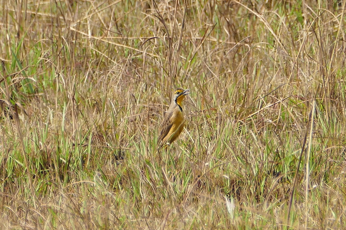 Fülleborn's Longclaw - Macronyx fuelleborni - Birds of the World