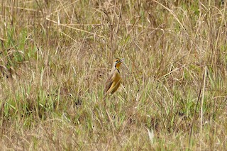Fülleborn's Longclaw - Macronyx fuelleborni - Birds of the World